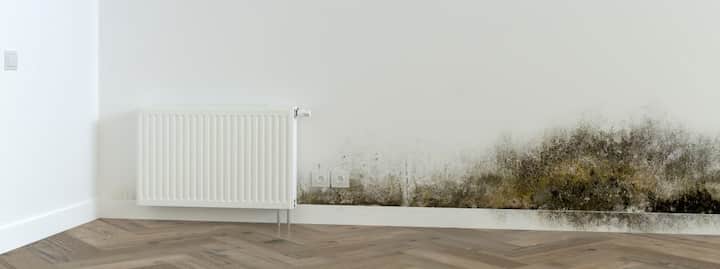 Proven Tips on Mold Prevention in Palm Bay, FL